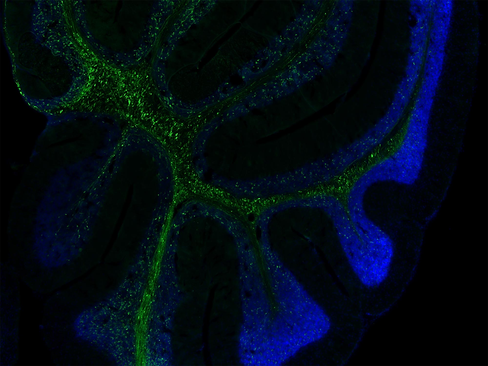 CLÉVIO NOBREGA • ABC Ri