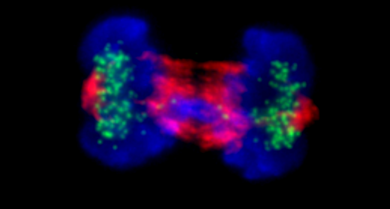 PEDRO CASTELO-BRANCO • ABC Ri